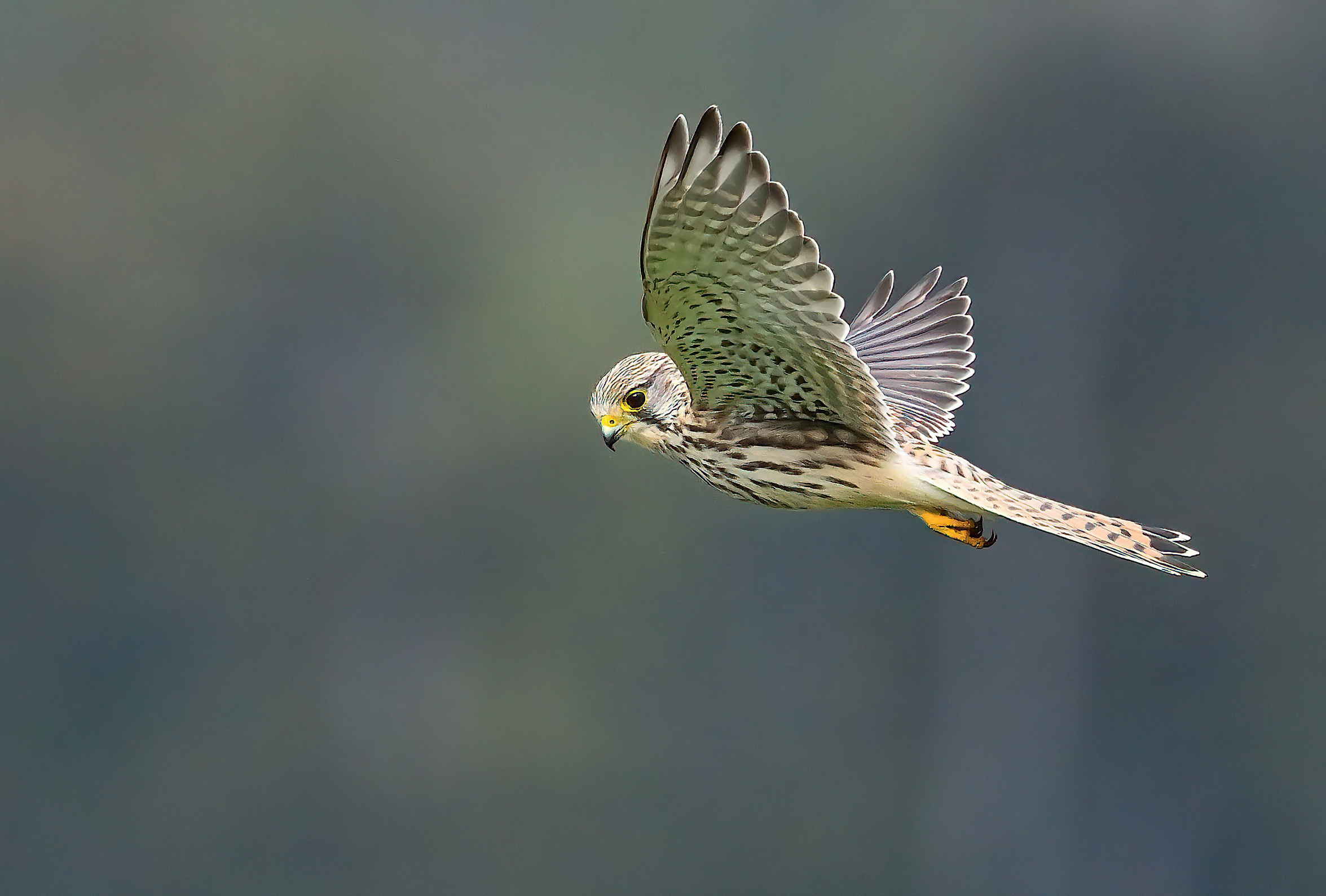 Common Kestrel by Rob Bendelow - BirdGuides