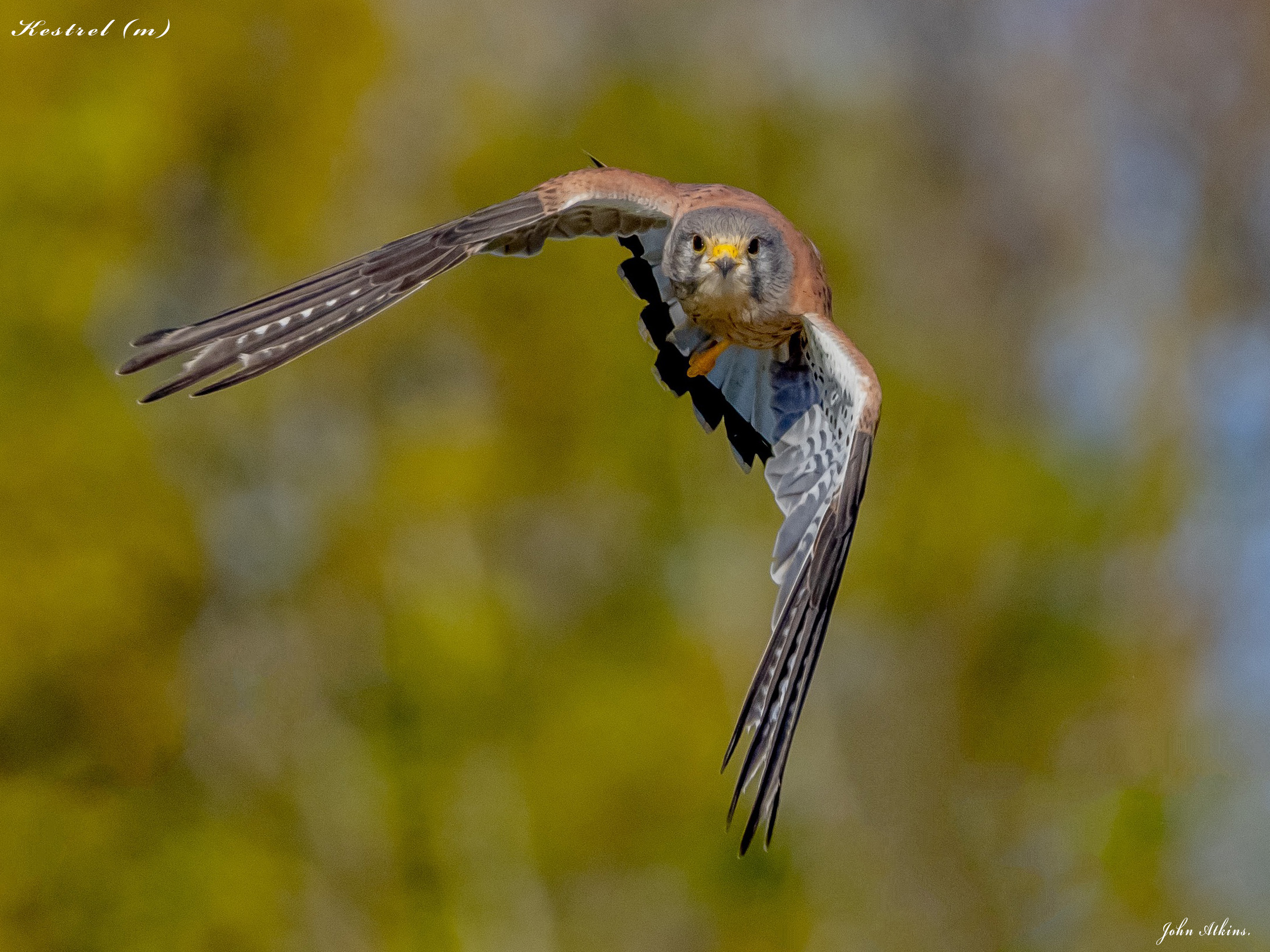Common Kestrel by John Atkins - BirdGuides