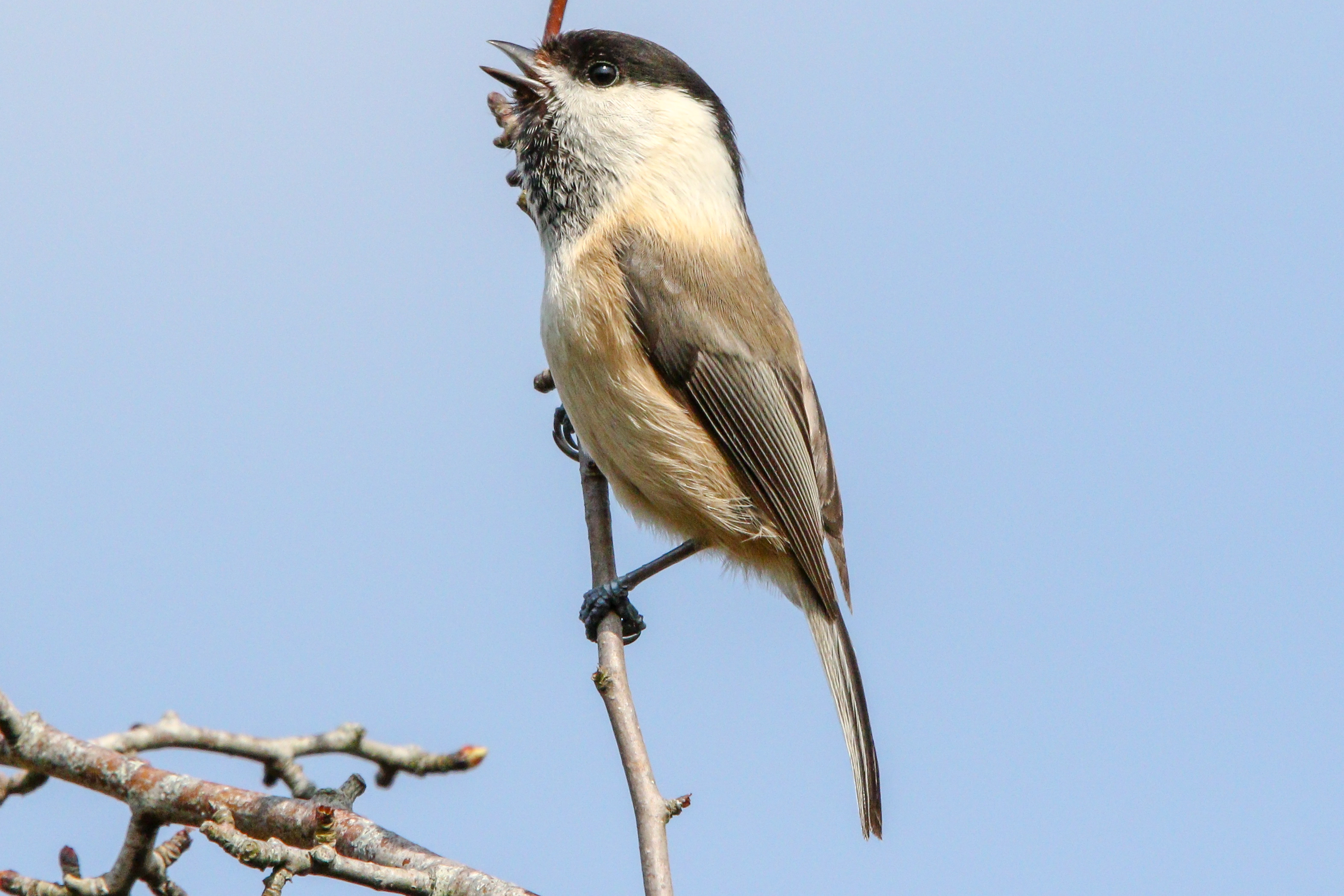 Project to save Cornish Willow Tits begins - BirdGuides
