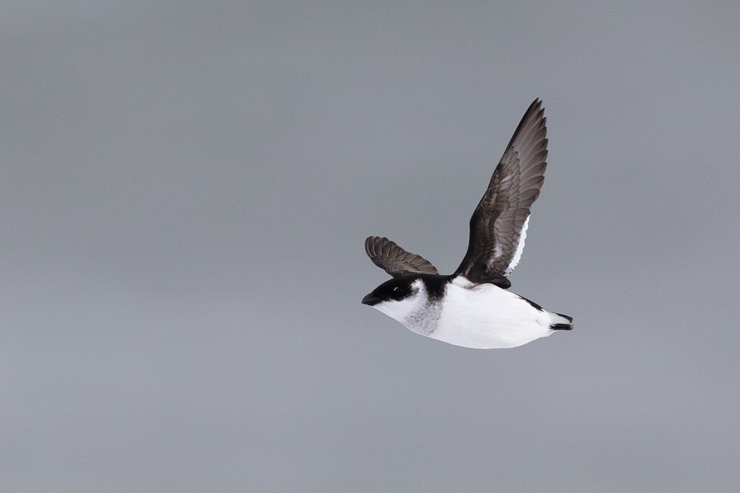 Little Auk by Gary Woodburn - BirdGuides