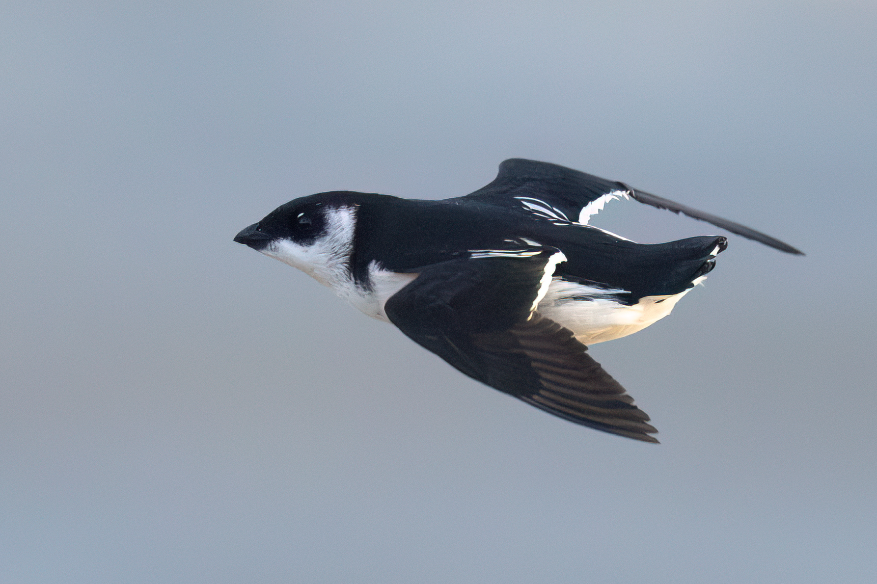 Little Auk by Gary Woodburn - BirdGuides