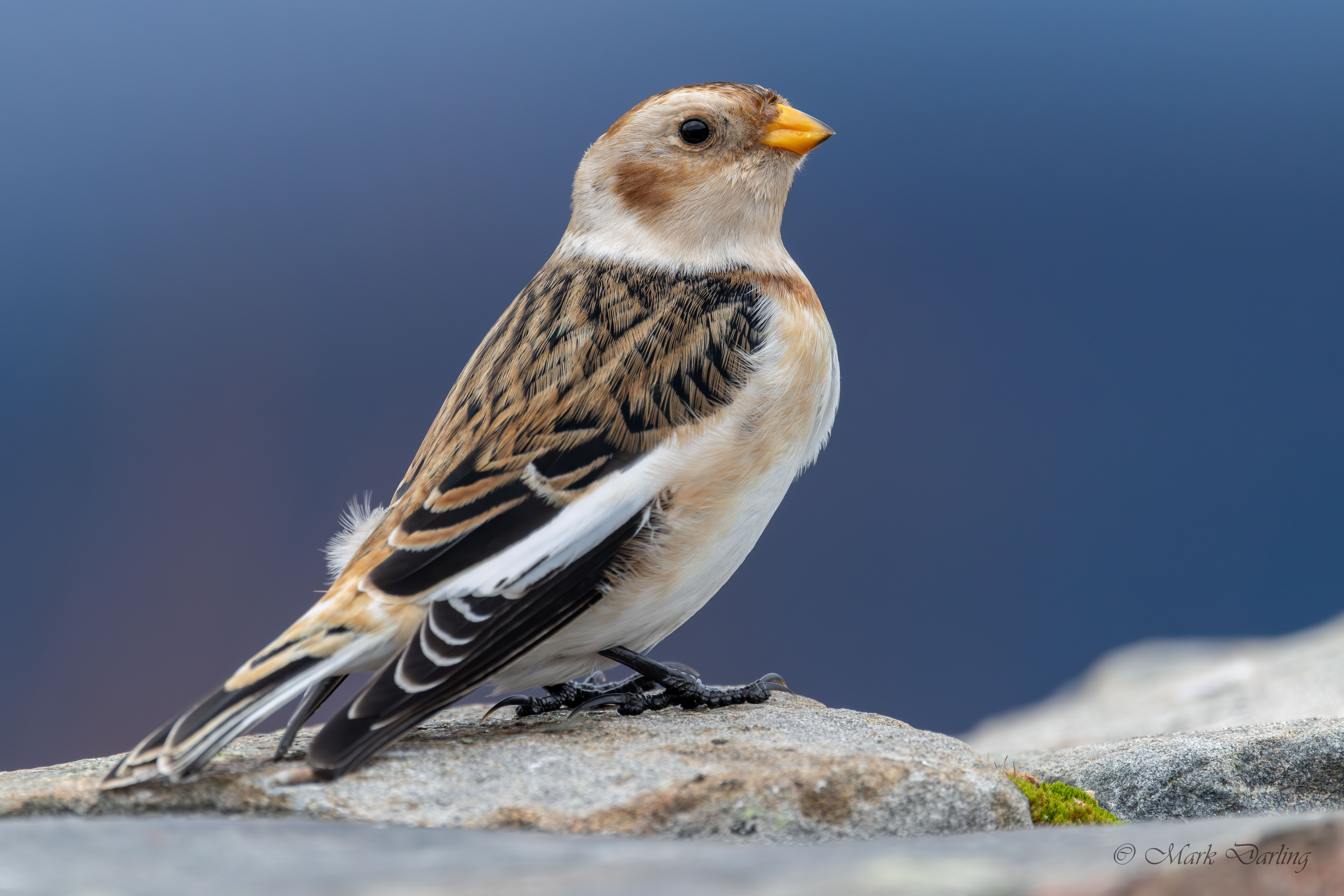 Snow Bunting by Mark Darling - BirdGuides