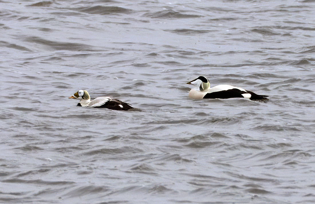Spectacled Eider by James Pattinson - BirdGuides