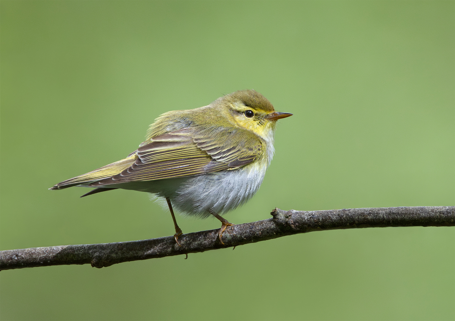 Wood Warbler by lea roberts - BirdGuides