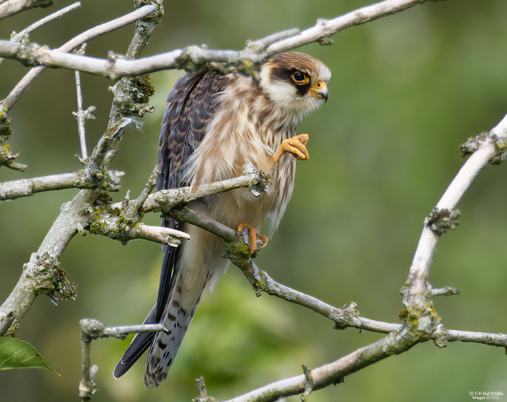 Red-footed Falcon by Craig Bell - BirdGuides