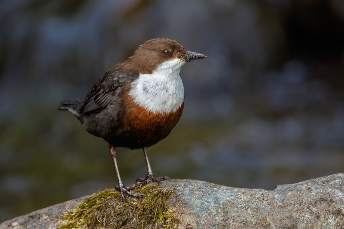 Dipper By Andy Brown Birdguides