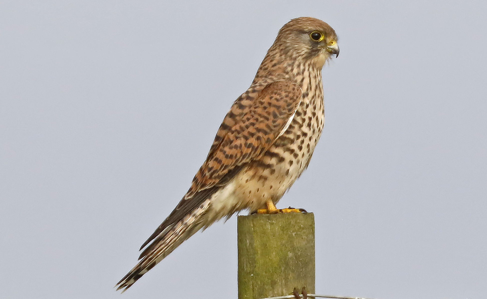 Common Kestrel by Geoff Athey - BirdGuides