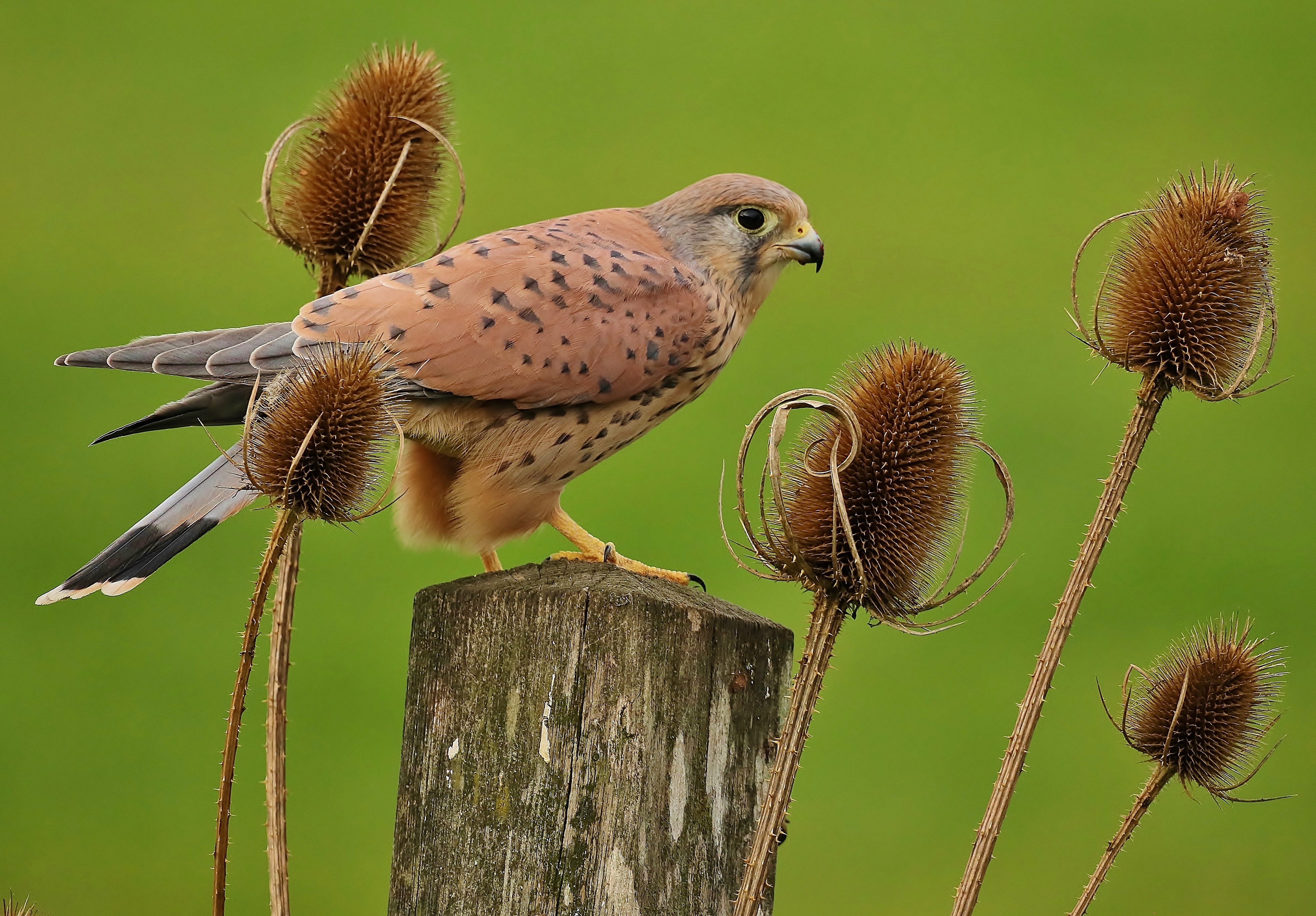 Common Kestrel by Clive Daelman - BirdGuides