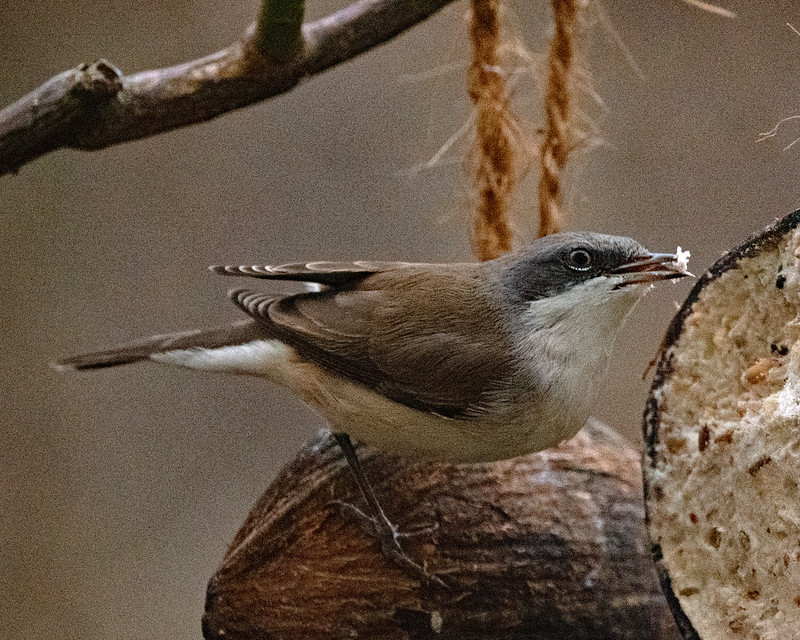 Siberian Lesser Whitethroat by Michael C G Owen - BirdGuides