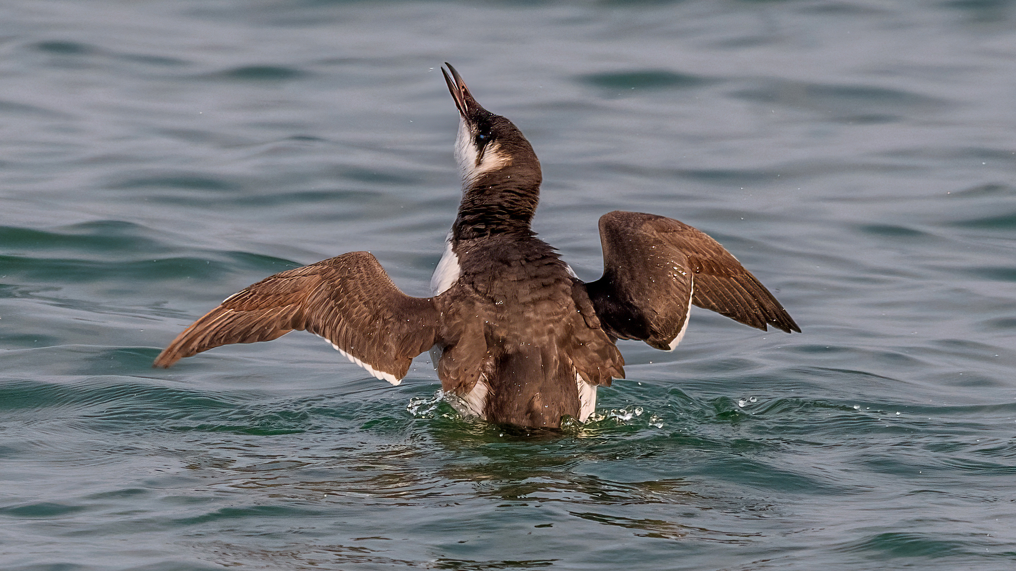 North Sea auk wreck spreads to mainland Europe - BirdGuides