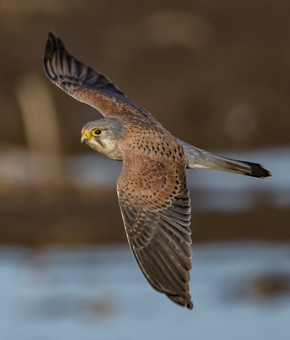 Common Kestrel by Martyn Jones - BirdGuides