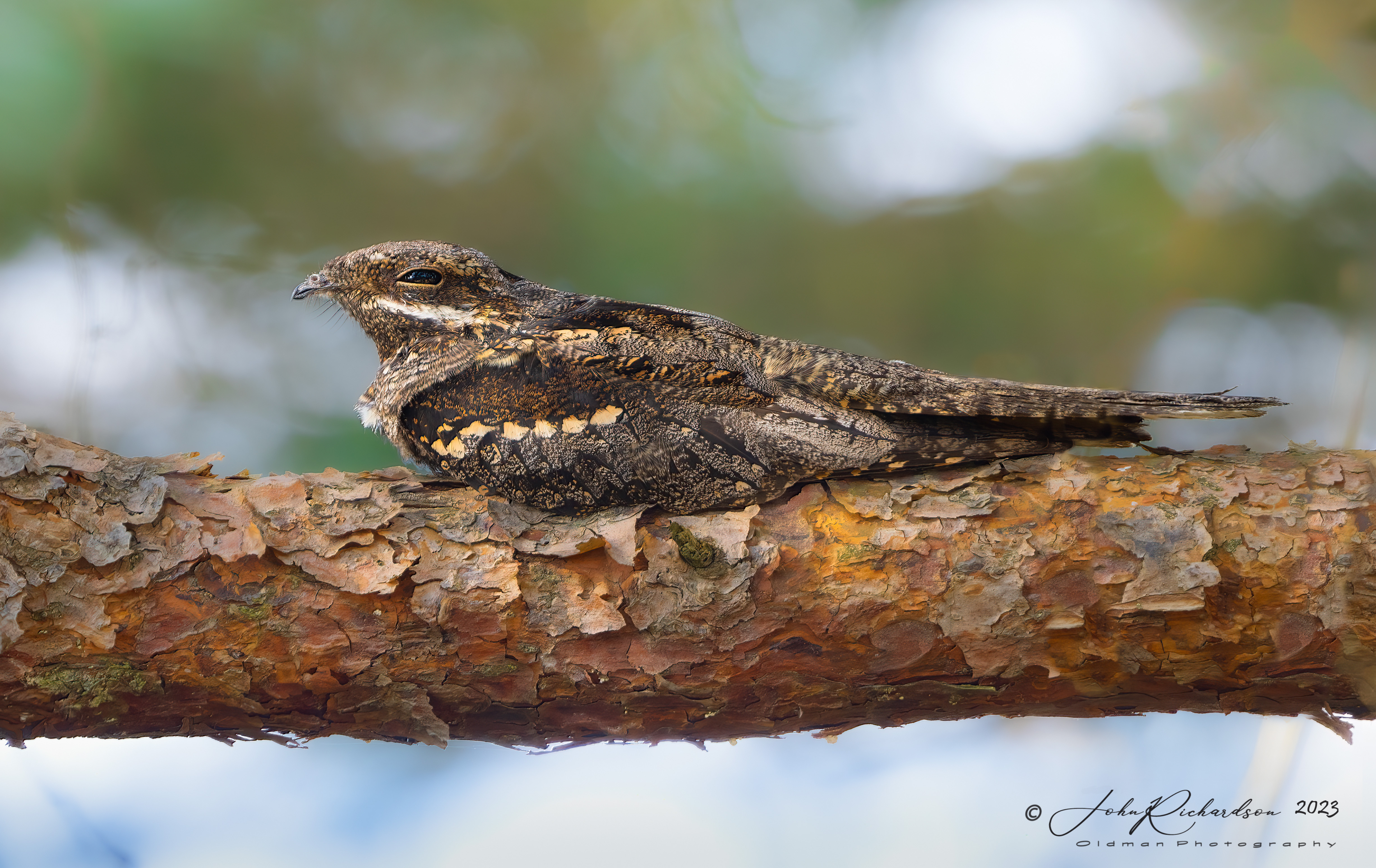 European Nightjar by John Richardson - BirdGuides