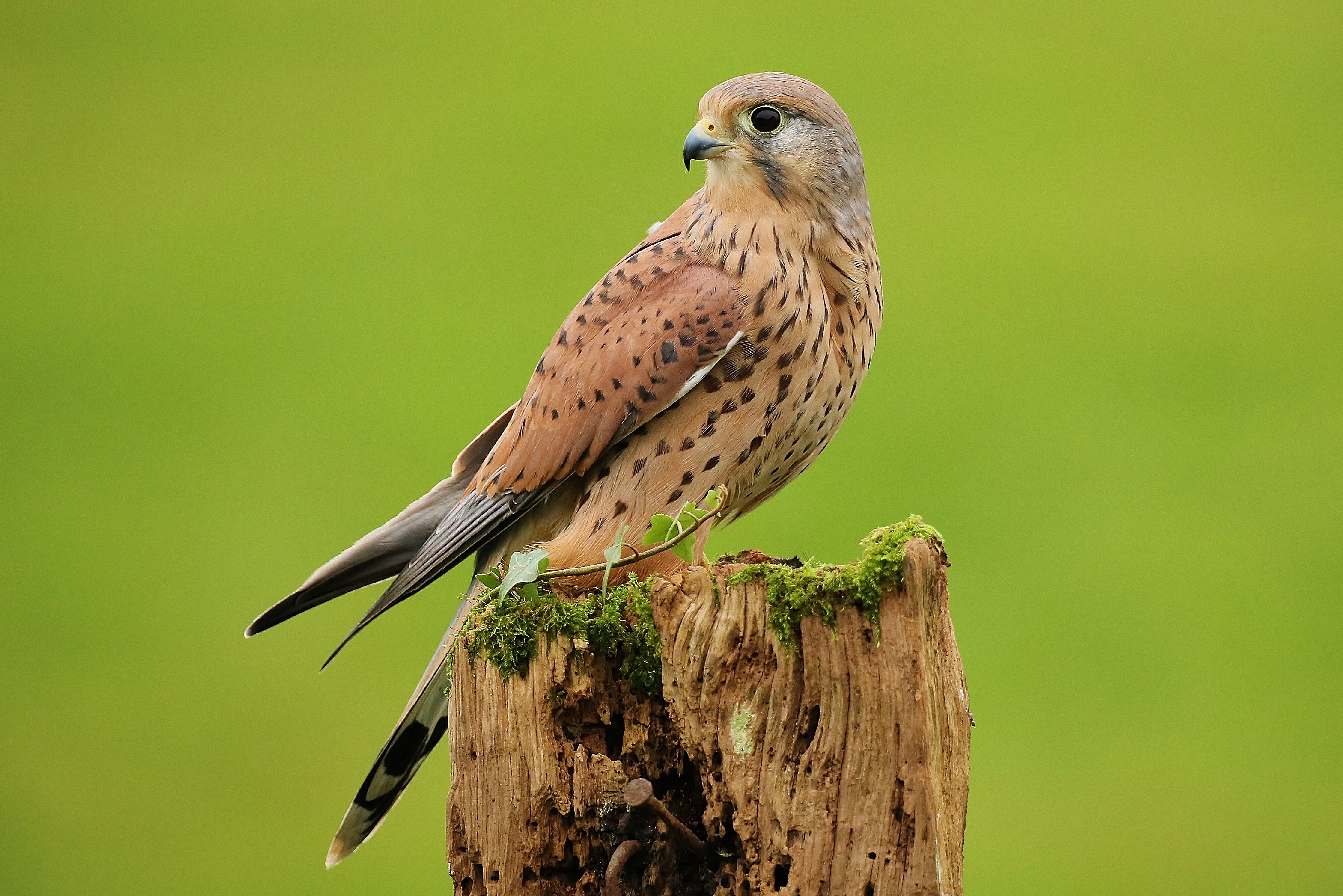 Common Kestrel by Clive Daelman - BirdGuides