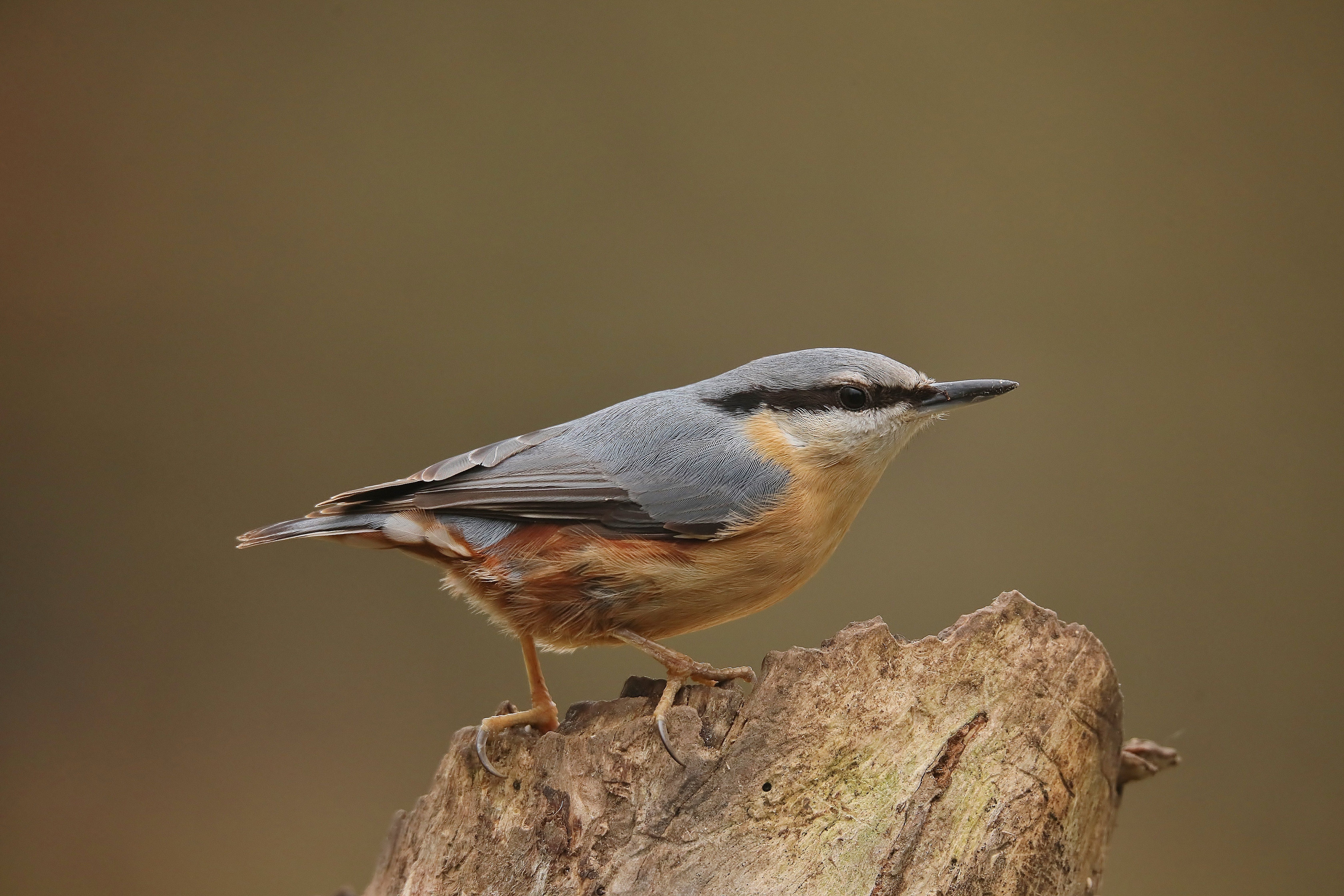 Eurasian Nuthatch by Clive Daelman - BirdGuides
