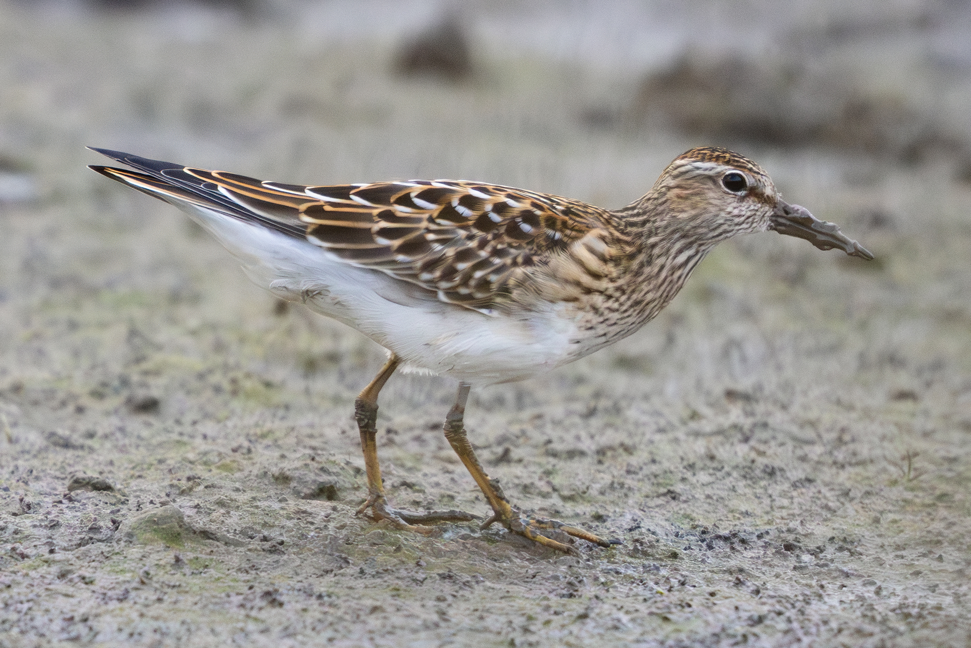 Pectoral Sandpiper by Gary Woodburn - BirdGuides