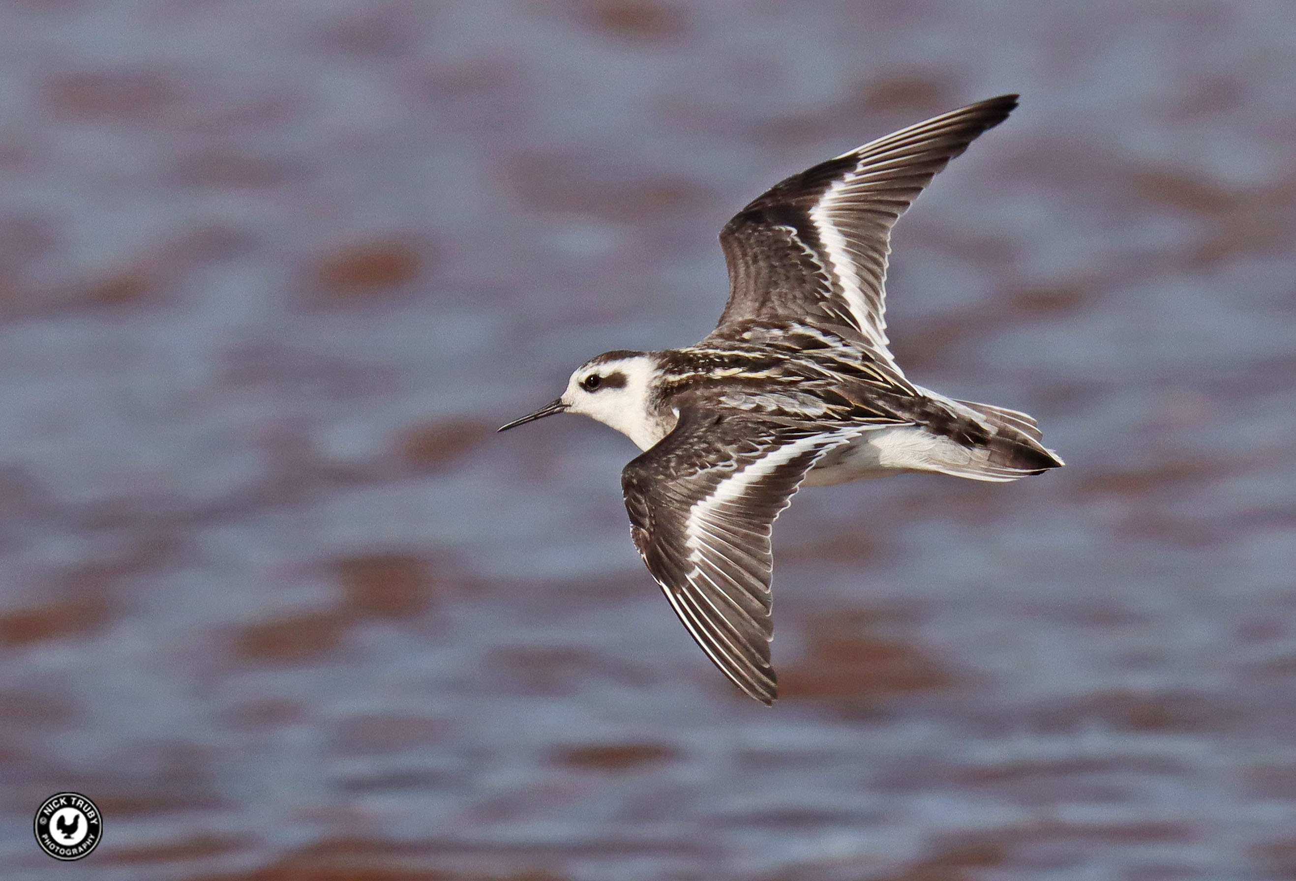 Red-necked Phalarope by Nick Truby - BirdGuides