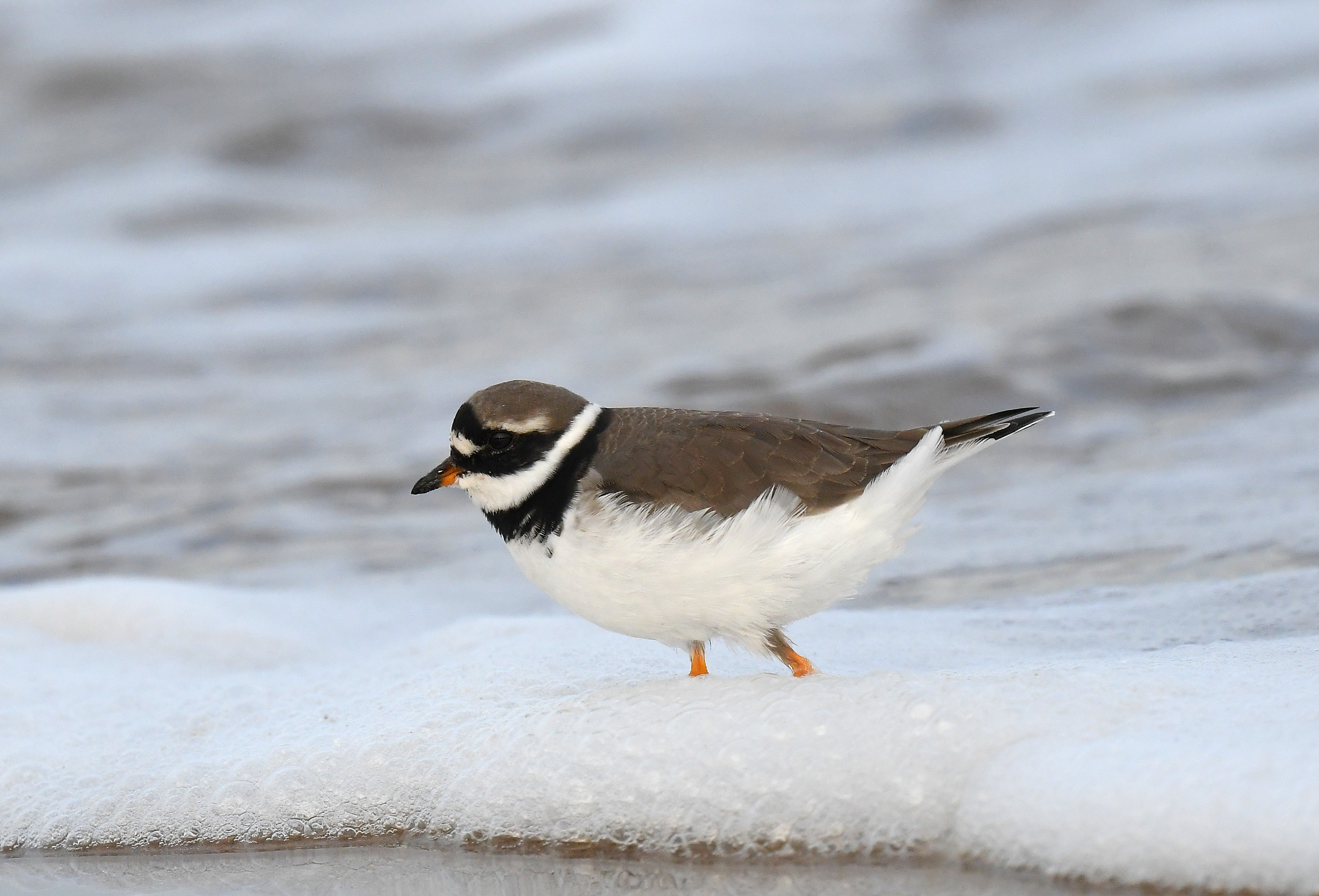 Ringed Plover by Damian Money - BirdGuides