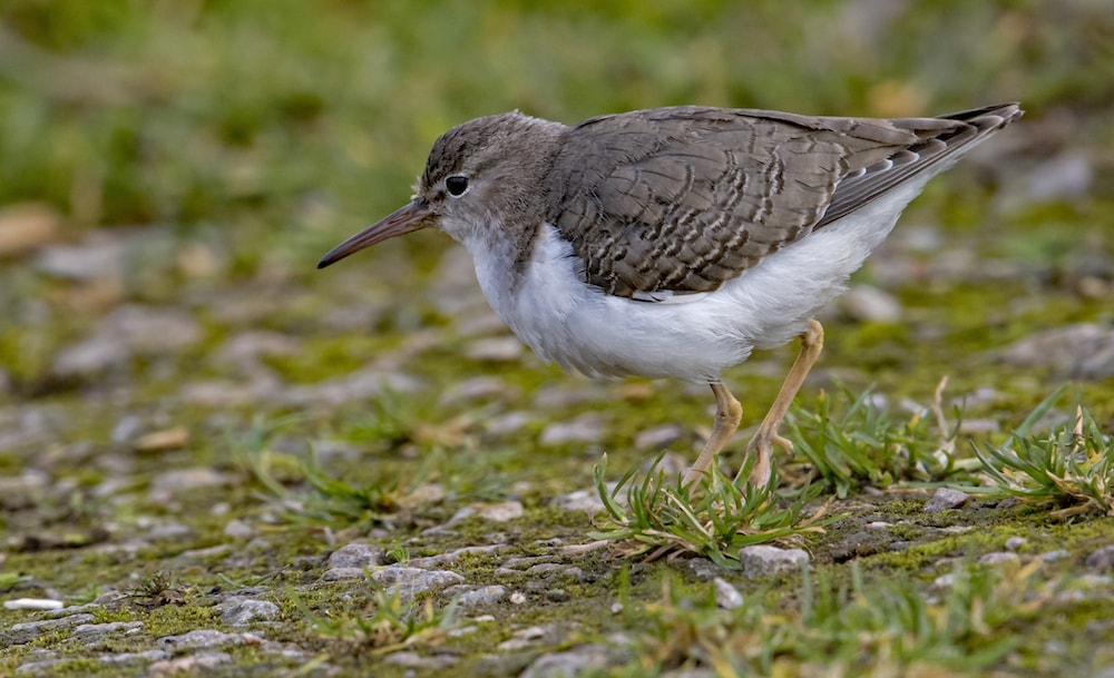 Spotted Sandpiper by Martyn Jones - BirdGuides