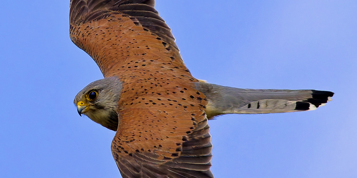Common Kestrel by David Rowlands - BirdGuides