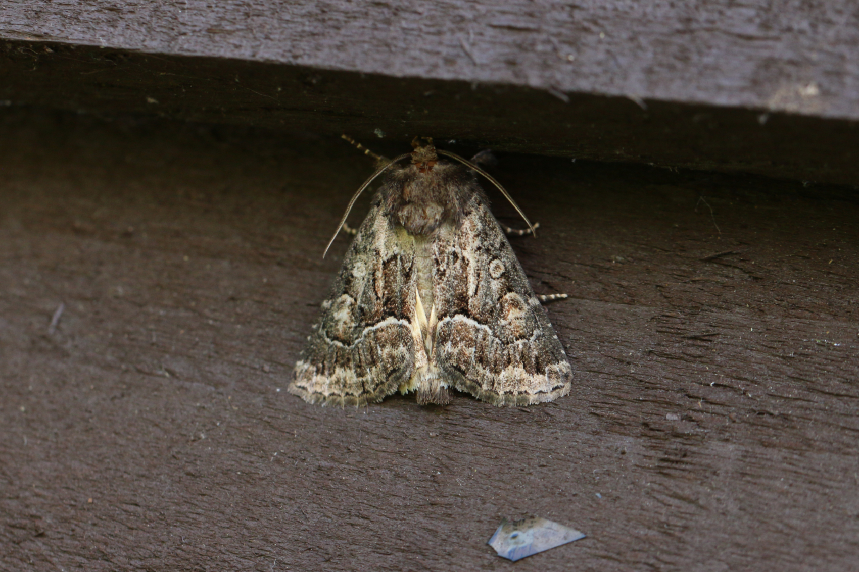 Straw Underwing by Chris Teague - BirdGuides