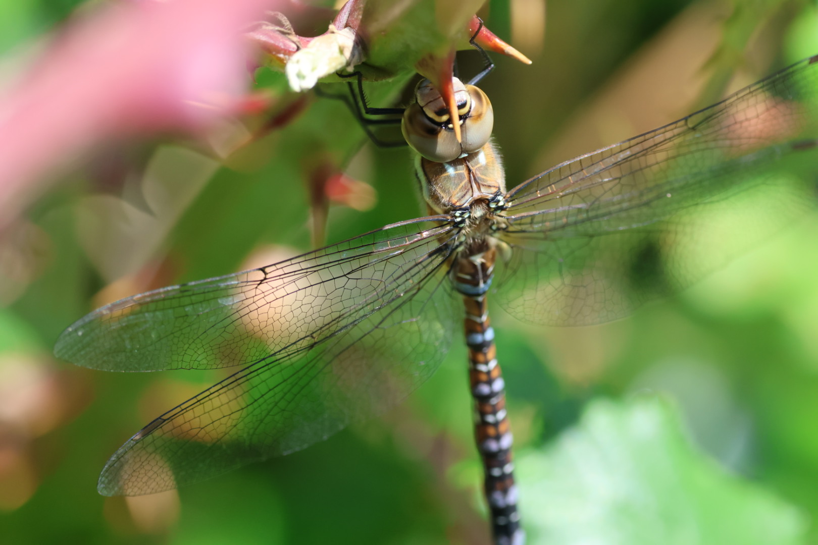 Migrant Hawker by Keith Barker - BirdGuides