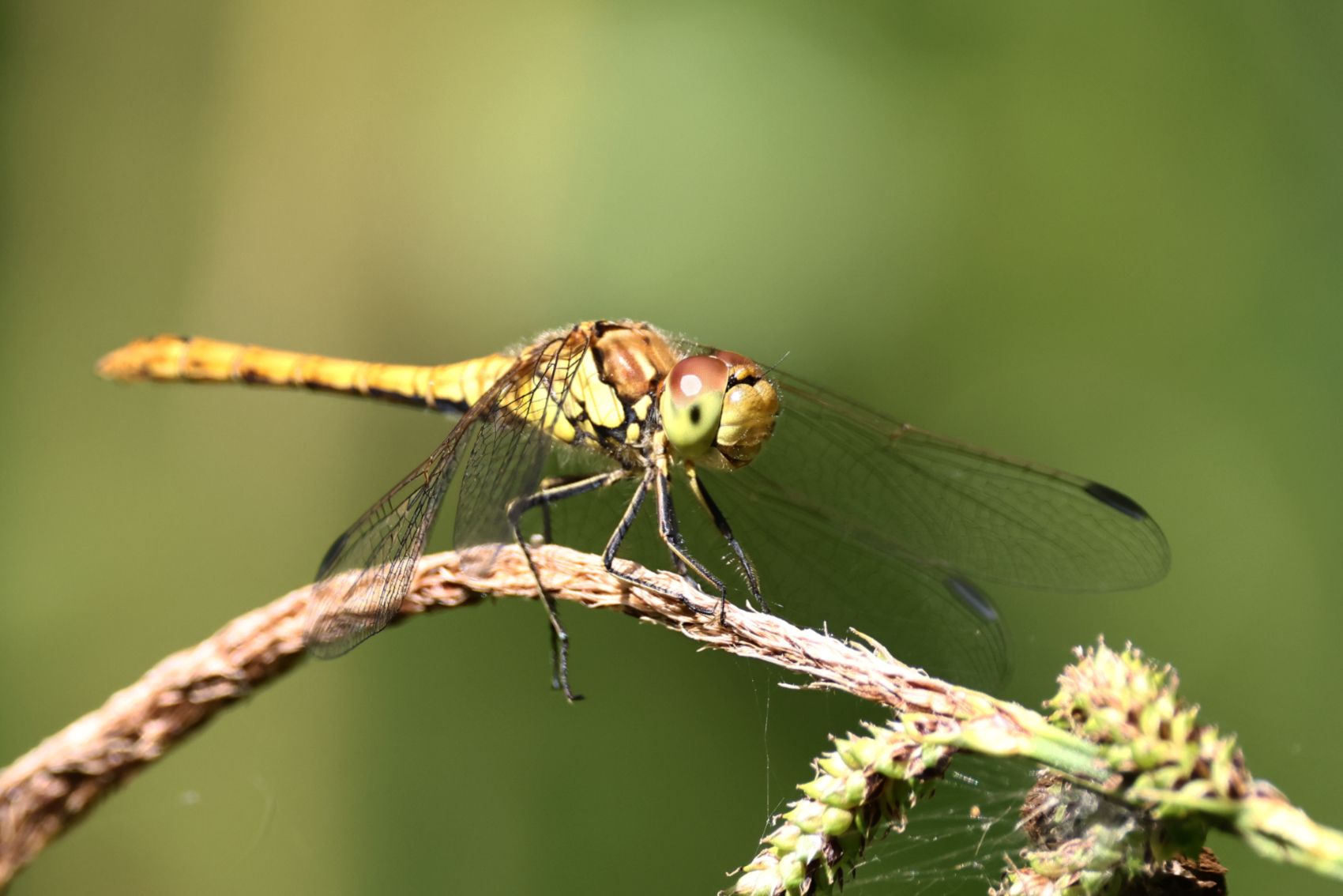 Common Darter by Chris Teague - BirdGuides