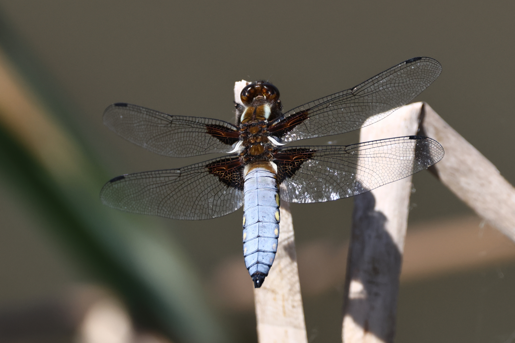 Broad-bodied Chaser by Chris Teague - BirdGuides