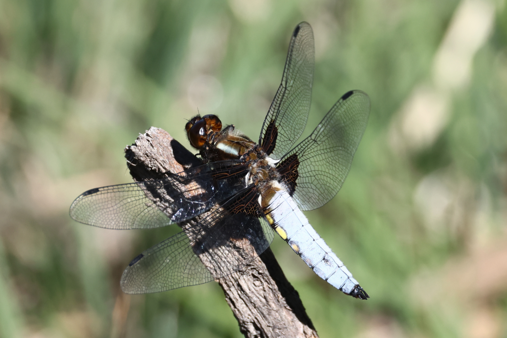 Broad-bodied Chaser by Chris Teague - BirdGuides
