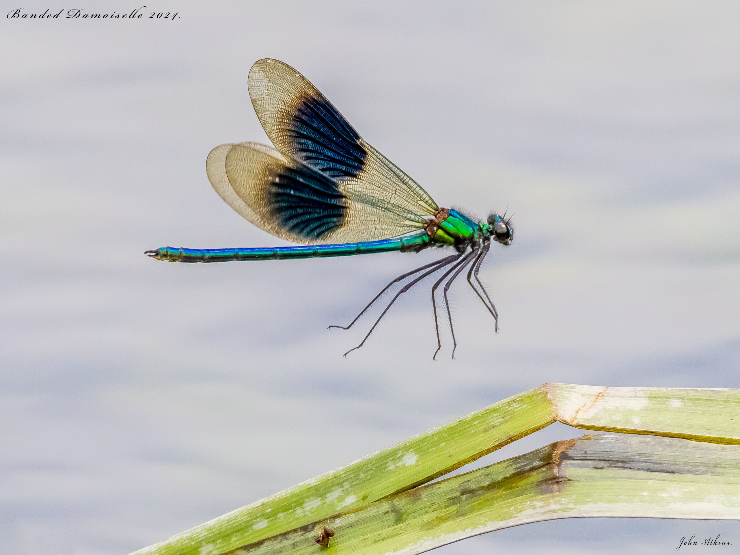 Banded Demoiselle by John Atkins - BirdGuides