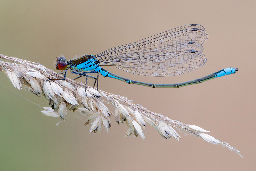 Small Red-eyed Damselfly by Ian Curran - BirdGuides