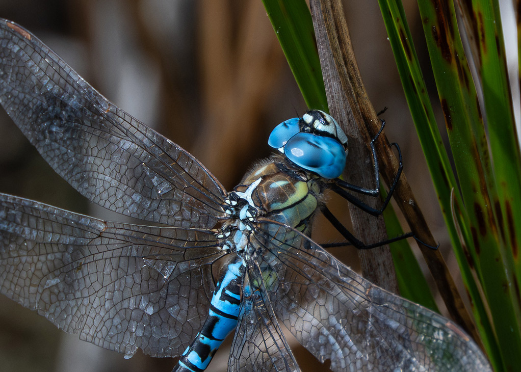 Southern Migrant Hawker by Ian Curran - BirdGuides