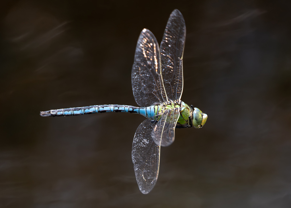 Emperor Dragonfly by Ian Curran - BirdGuides