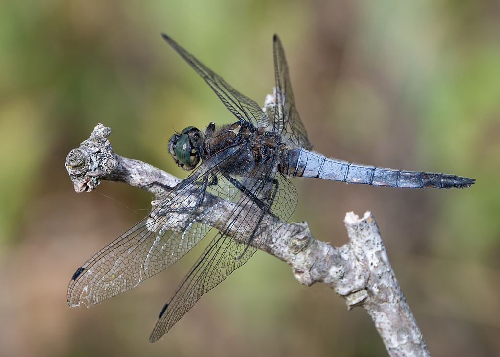 Black-tailed Skimmer by Ian Curran - BirdGuides
