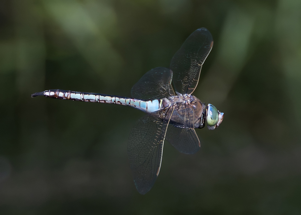 Lesser Emperor by Ian Curran - BirdGuides