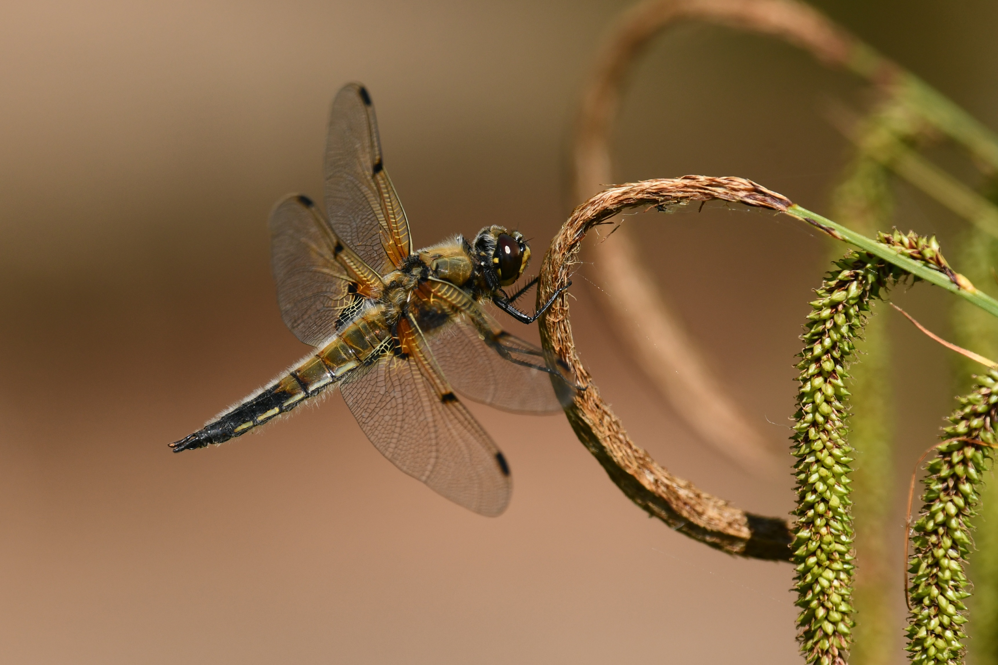 Four-spotted Chaser by Ian Livsey - BirdGuides