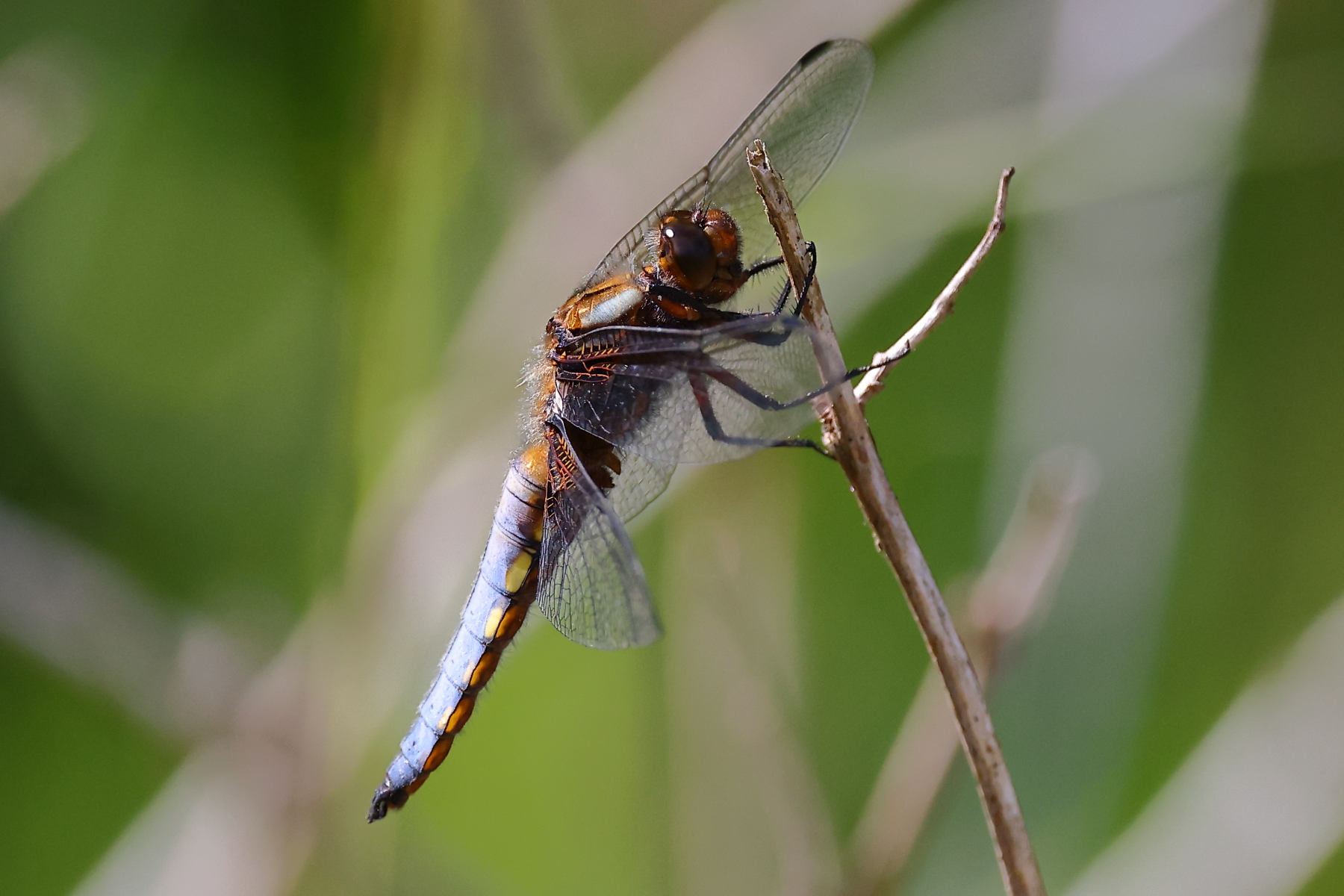 Broad-bodied Chaser by Alan Jack - BirdGuides