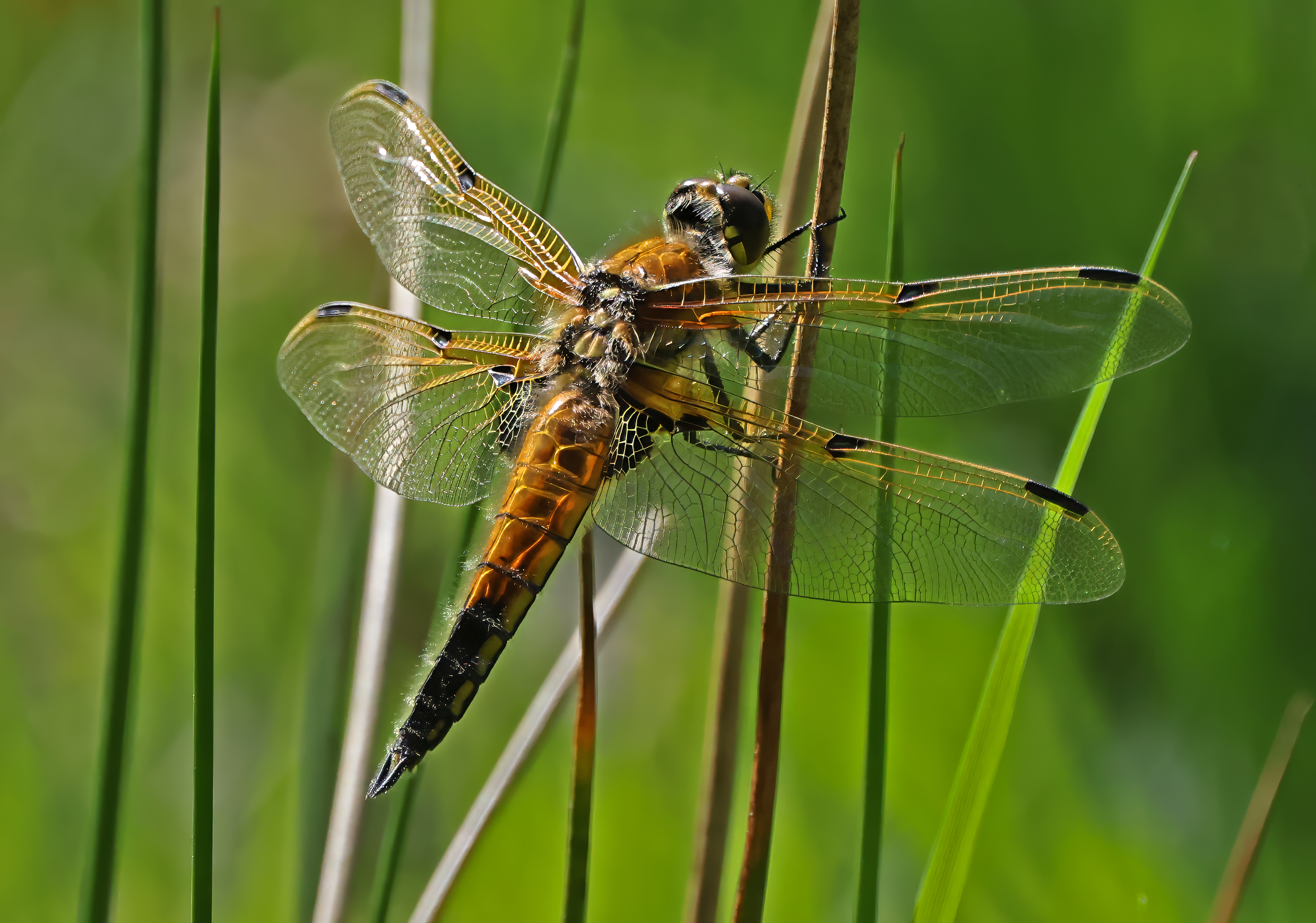 Four-spotted Chaser by Roger Stacey - BirdGuides