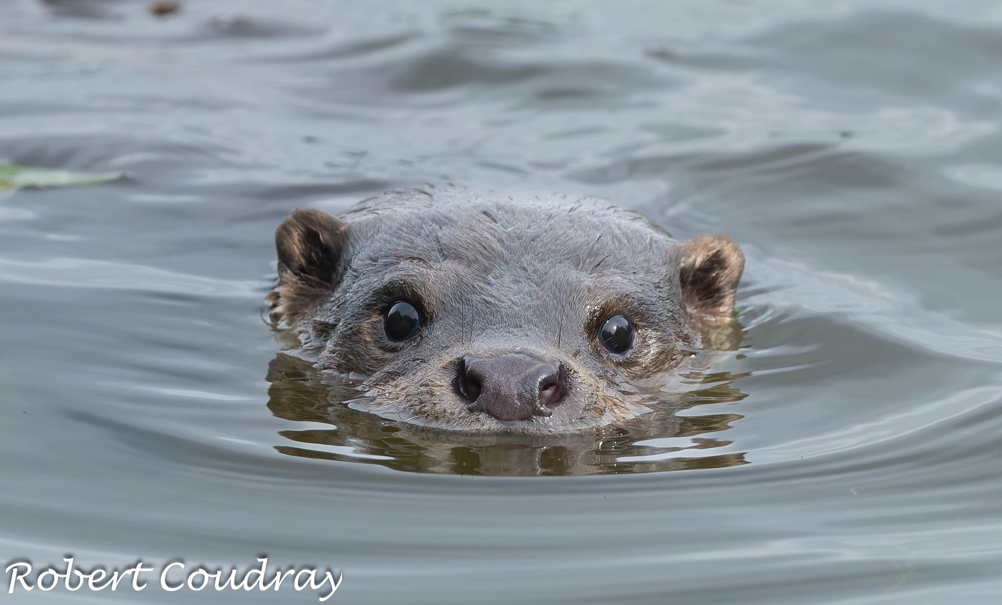 Eurasian Otter by R Coudray - BirdGuides