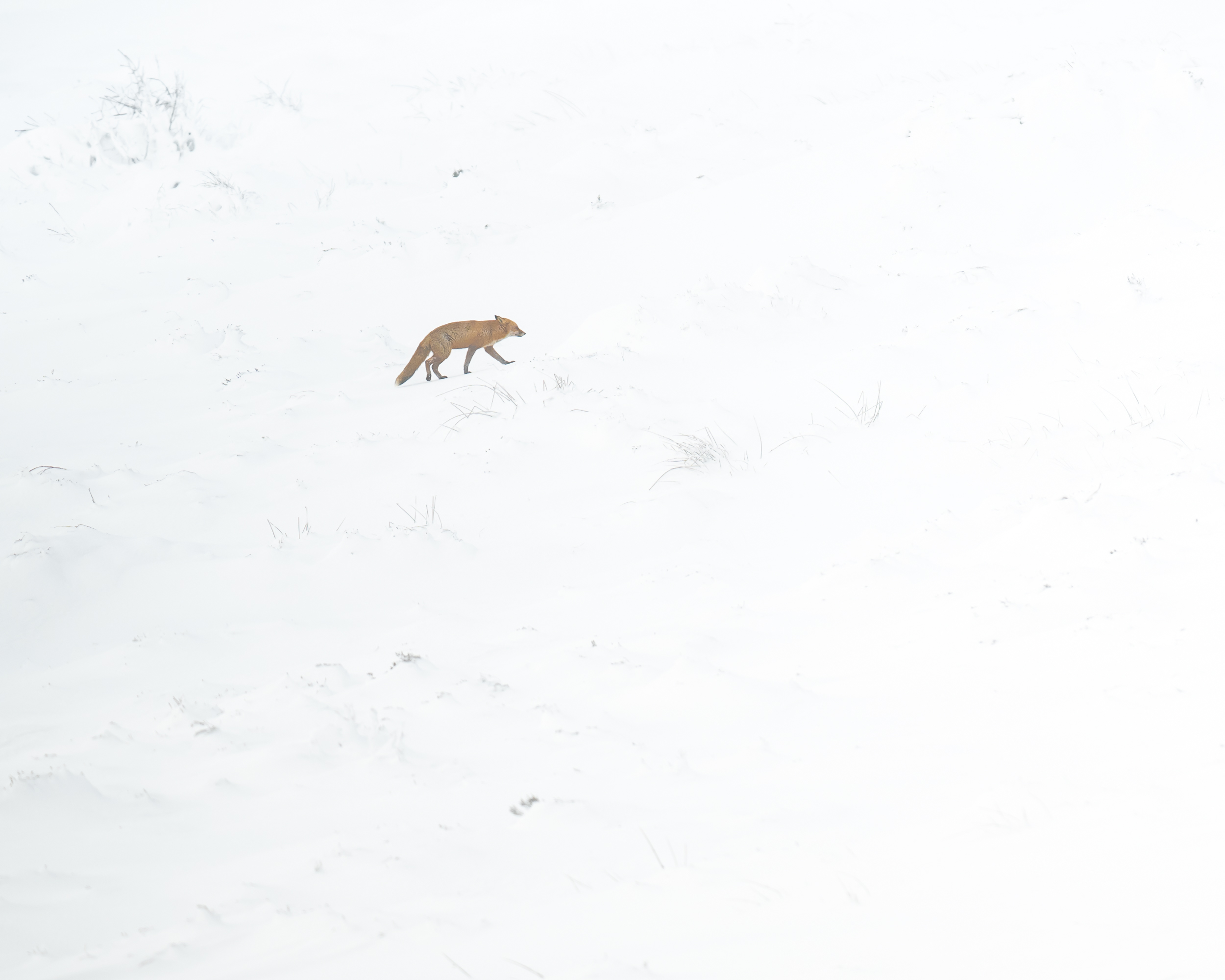 Red Fox by John Murphy - BirdGuides