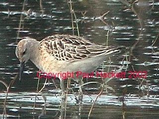 Focus On: Separating Buff-breasted Sandpiper from Ruff - BirdGuides