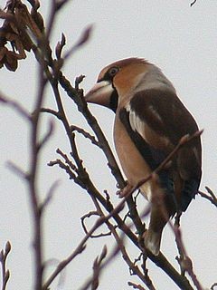 Where to see Hawfinches - BirdGuides