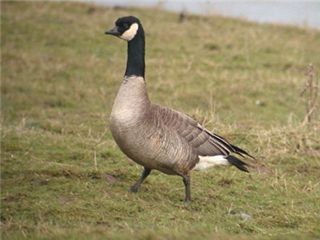 Focus On: Winter Geese - Part 2 - BirdGuides