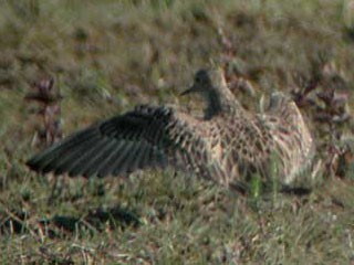 Focus On: Separating Buff-breasted Sandpiper from Ruff - BirdGuides