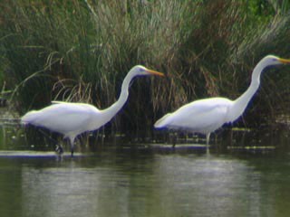 Review of the Week: 17th–23rd July 2003 - BirdGuides