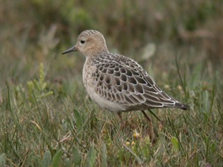 Focus On: Separating Buff-breasted Sandpiper from Ruff - BirdGuides
