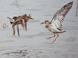 Focus On: Separating Buff-breasted Sandpiper from Ruff - BirdGuides