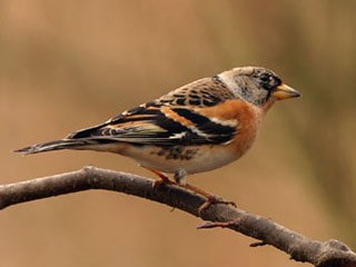 Review of the Week: 18th-24th March 2004 - BirdGuides