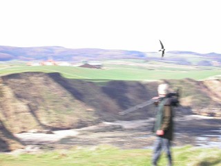 Review of the Week: 25th-31st March 2004 - BirdGuides