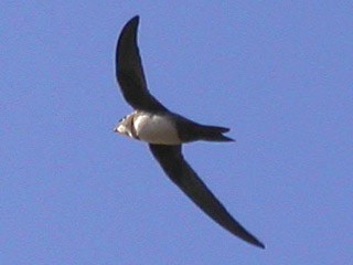 Review of the Week: 25th-31st March 2004 - BirdGuides