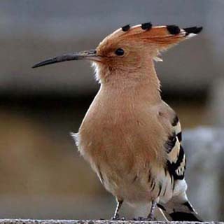 Focus On: Hoopoes - BirdGuides